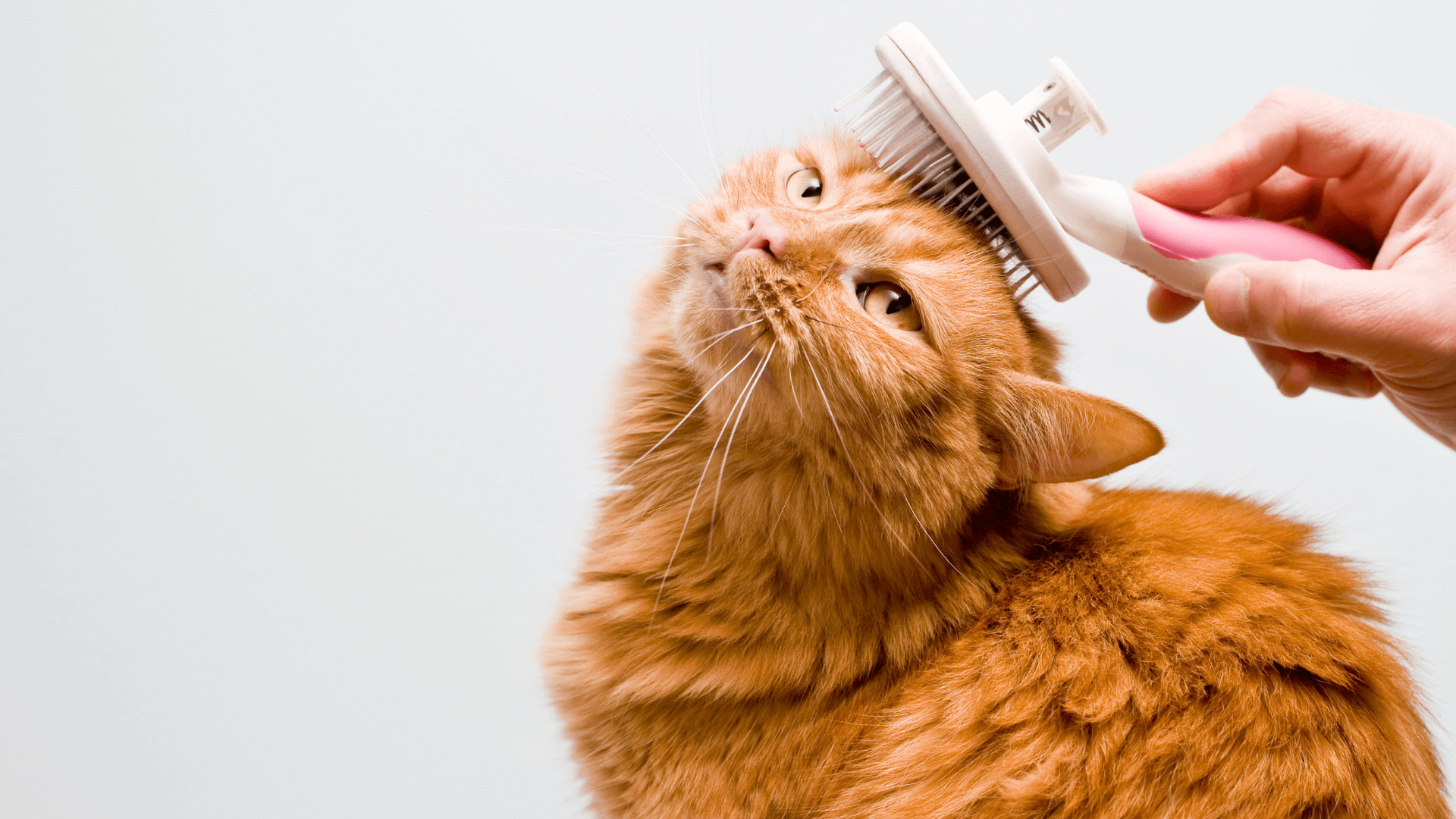 Grooming Form | Cat Hospital Of Metairie