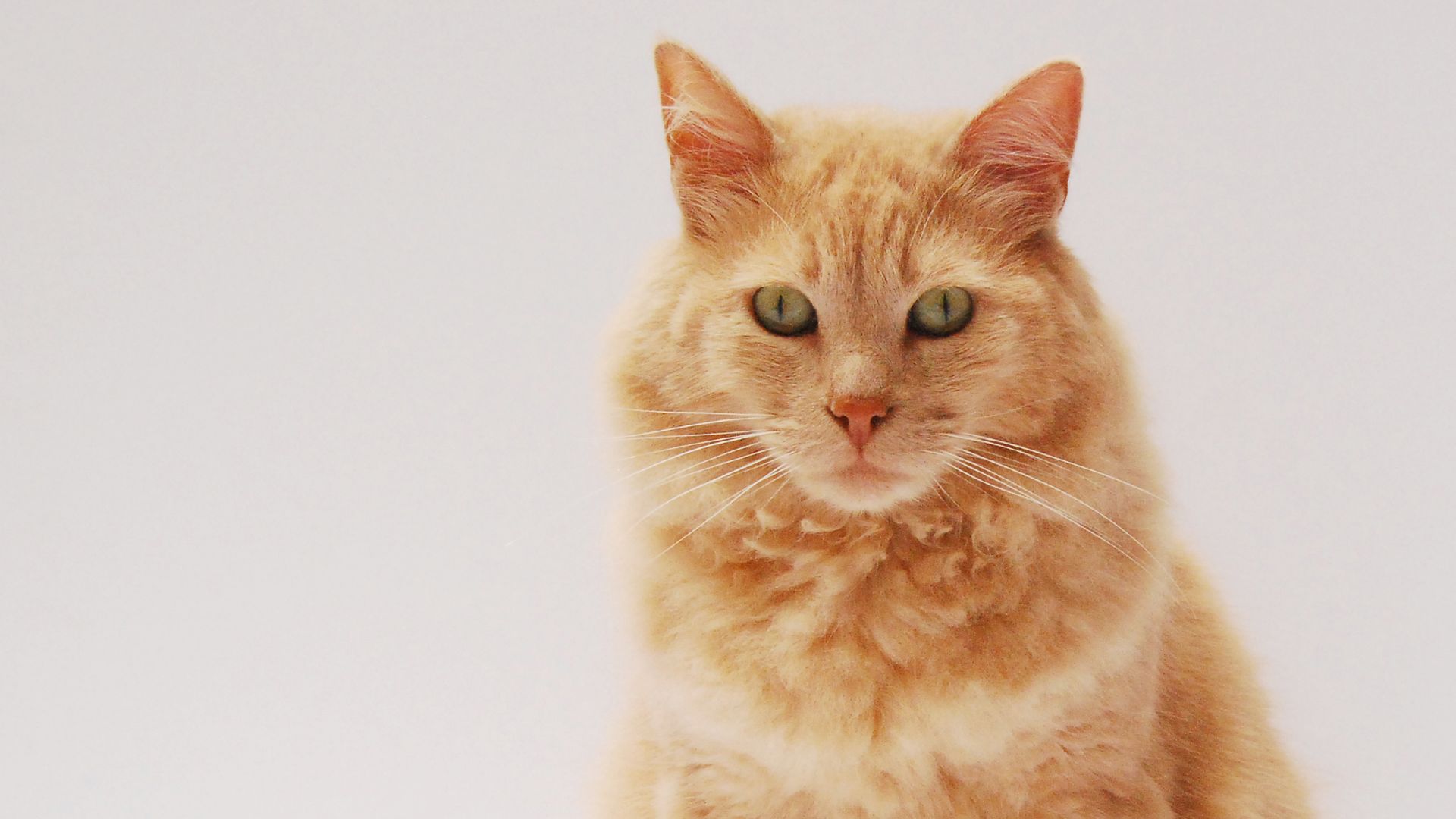 Important Links | Cat Hospital Of Metairie